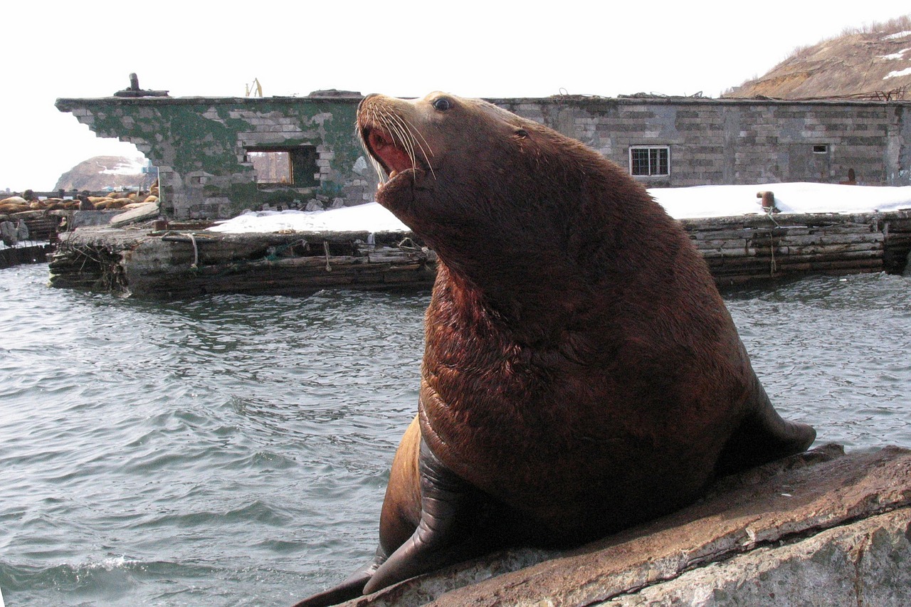 Man Frees Entangled Sea Lion