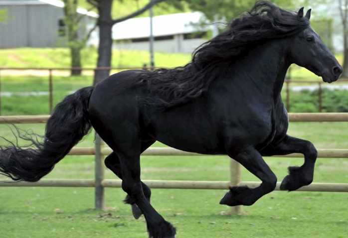 Woman Rides “The Most Handsome Horse in the World”