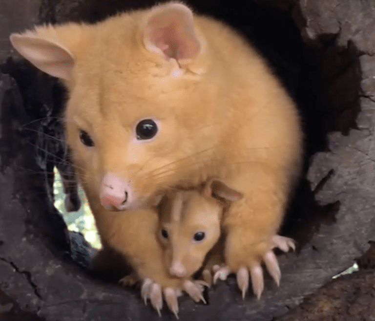 Australian animal clinic shows rare golden possum they found and it ...
