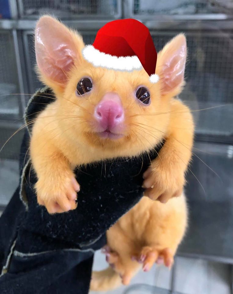 Australian animal clinic shows rare golden possum they found and it ...