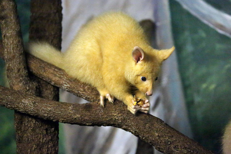 Australian animal clinic shows rare golden possum they found and it ...