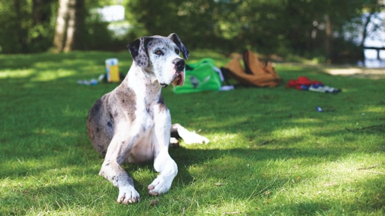 7-foot Great Dane goes from runt to world record