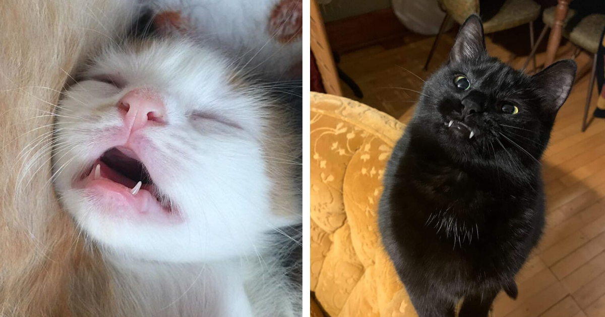 50 photos of cats showing off their tiny cat “teefies”