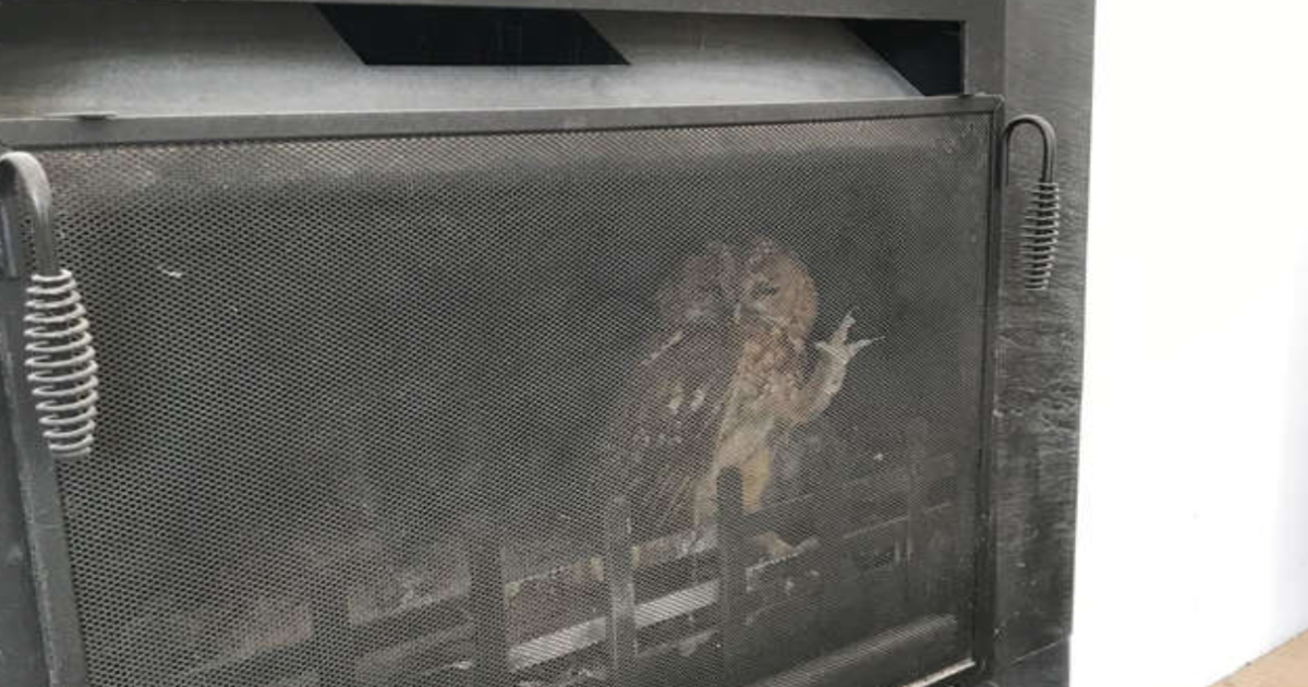 Family hear strange noises coming from fireplace only to find face ...