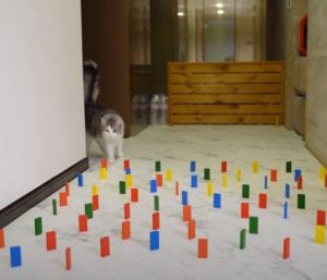 Owner Sets Up Obstacle Course For Pets With Hilarious Results