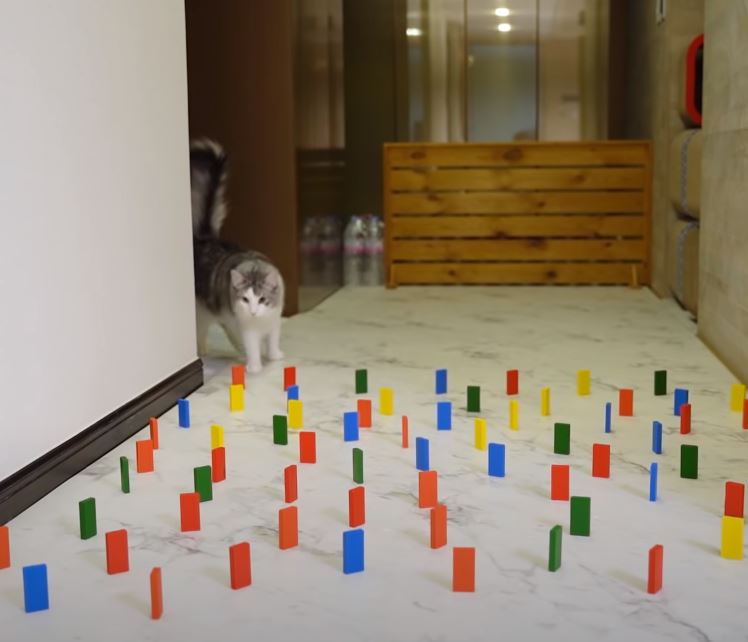 Owner Sets Up Obstacle Course For Pets With Hilarious Results
