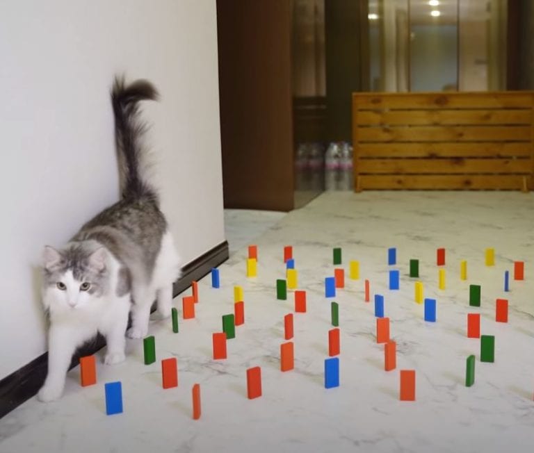 Owner Sets Up Obstacle Course For Pets With Hilarious Results
