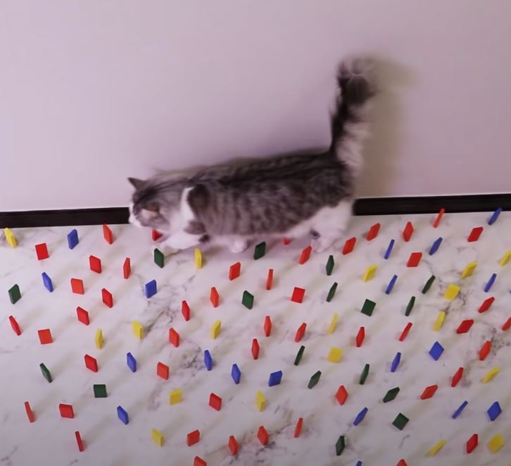 Owner Sets Up Obstacle Course For Pets With Hilarious Results