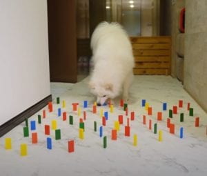 Owner Sets Up Obstacle Course For Pets With Hilarious Results