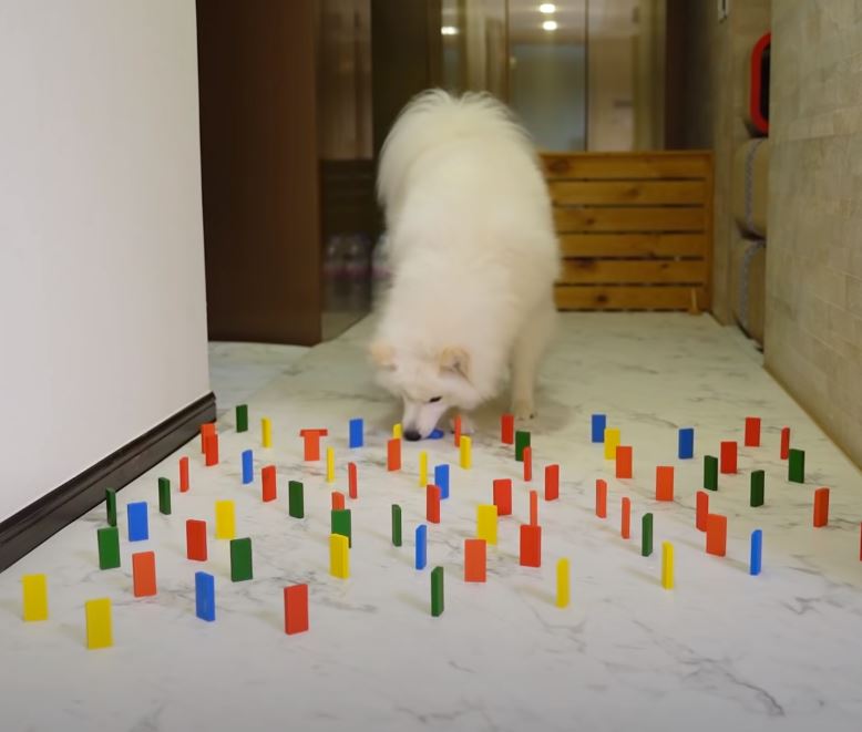 Owner Sets Up Obstacle Course For Pets With Hilarious Results
