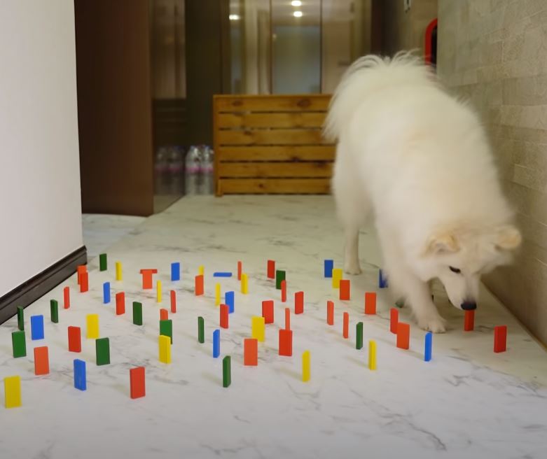 Owner Sets Up Obstacle Course For Pets With Hilarious Results