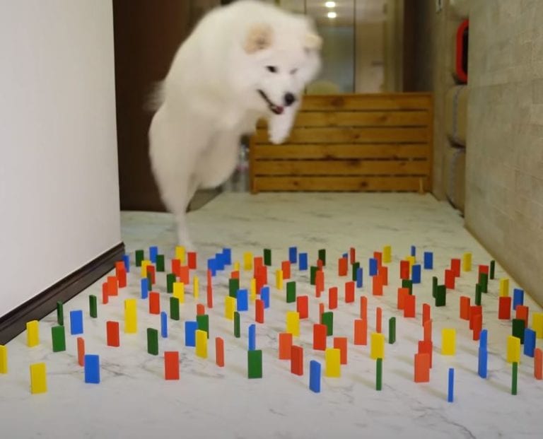 Owner Sets Up Obstacle Course For Pets With Hilarious Results