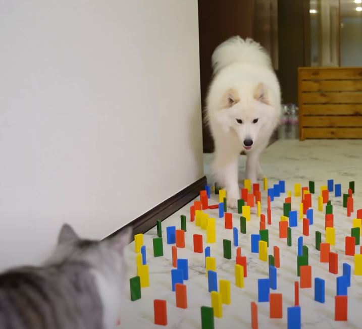 Owner Sets Up Obstacle Course For Pets With Hilarious Results