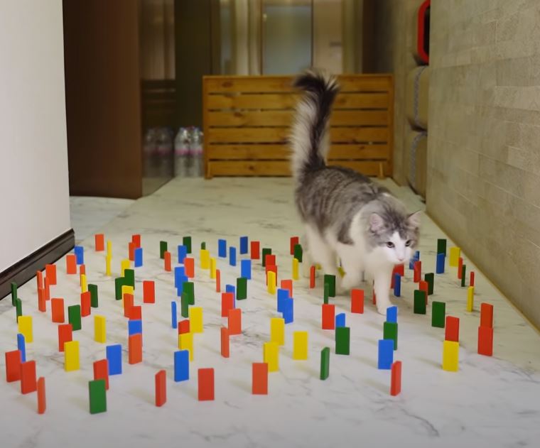 Owner Sets Up Obstacle Course For Pets With Hilarious Results