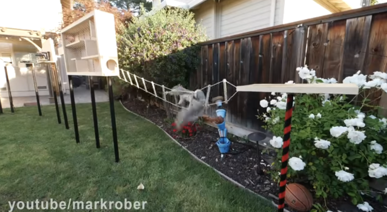 Former NASA engineer builds squirrel obstacle course then watches them ...
