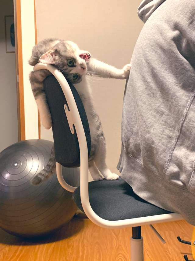 Cat won’t let anyone sit in her favorite chair so when dad plops down ...