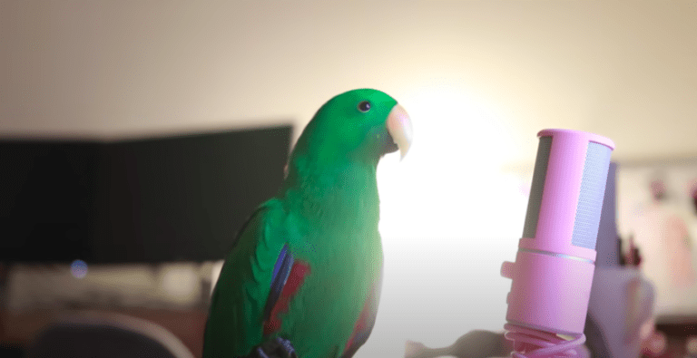 Video captures parrot whispering into microphone for 5 minutes straight