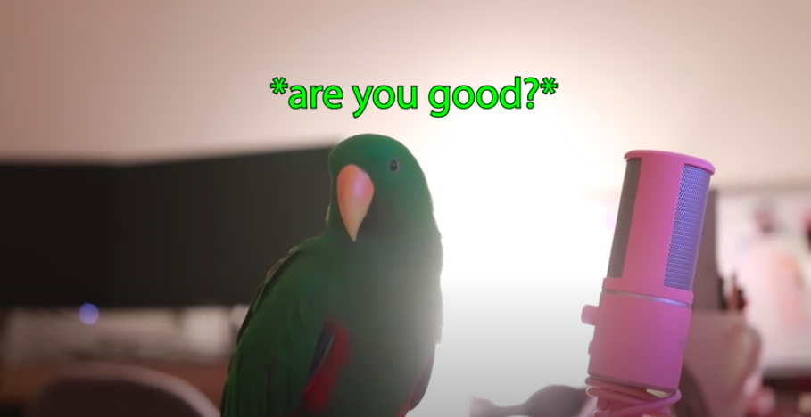 Video captures parrot whispering into microphone for 5 minutes straight