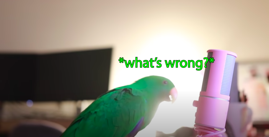 Video captures parrot whispering into microphone for 5 minutes straight