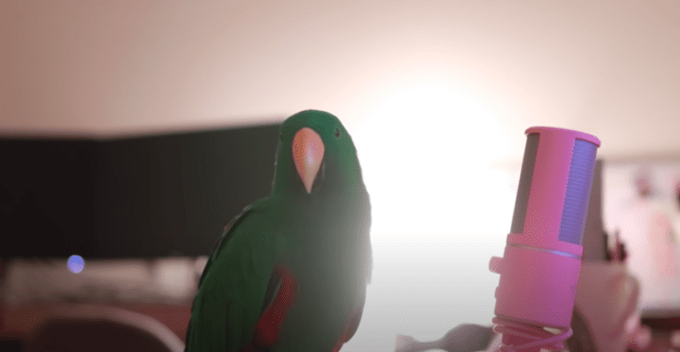 Video captures parrot whispering into microphone for 5 minutes straight
