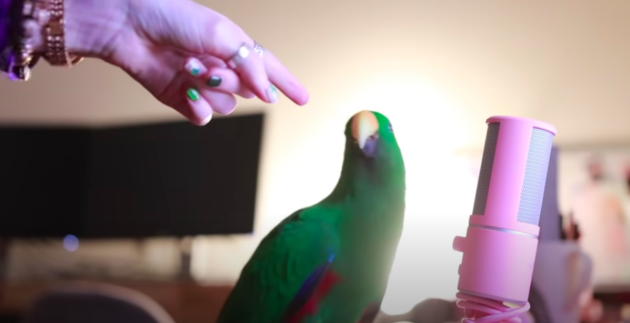 Video captures parrot whispering into microphone for 5 minutes straight
