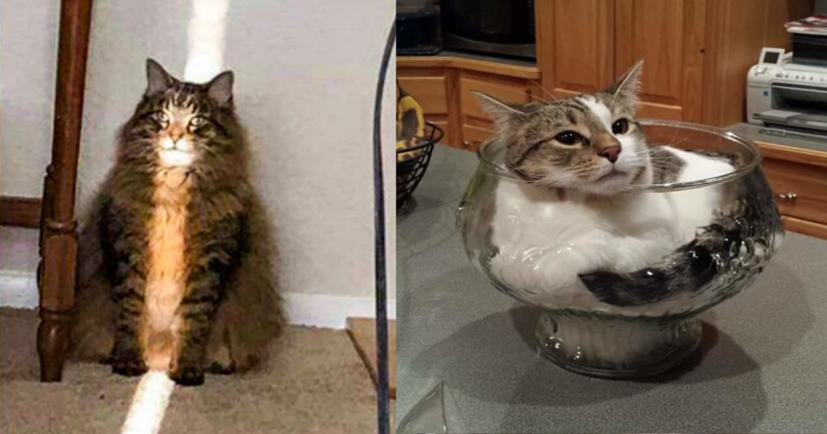 43 Photos That Show What Life With Cats Is Really Like