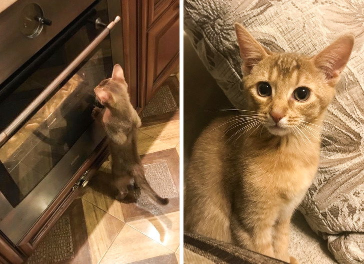 43 Photos That Show What Life With Cats Is Really Like