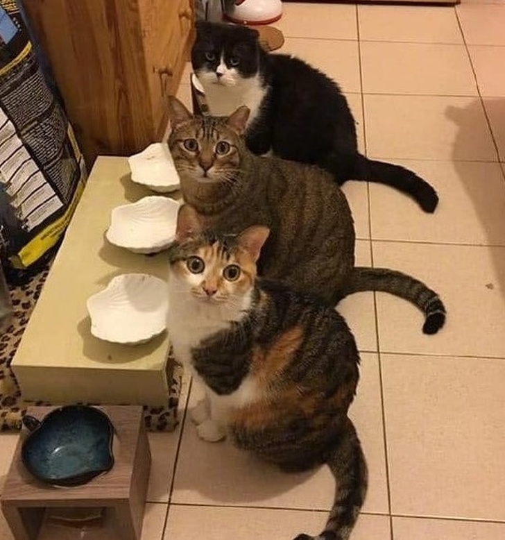 43 Photos That Show What Life With Cats Is Really Like