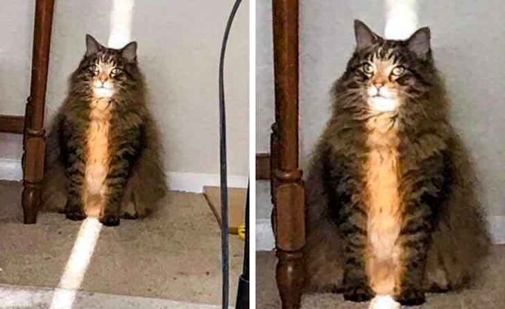 43 Photos That Show What Life With Cats Is Really Like