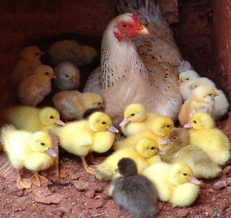 20 Mother Hens Who Will Adopt Any Baby