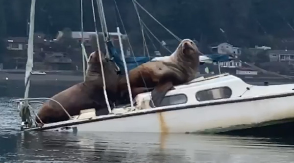 Gigantic sea lions “borrow” man’s boat and go for a ride