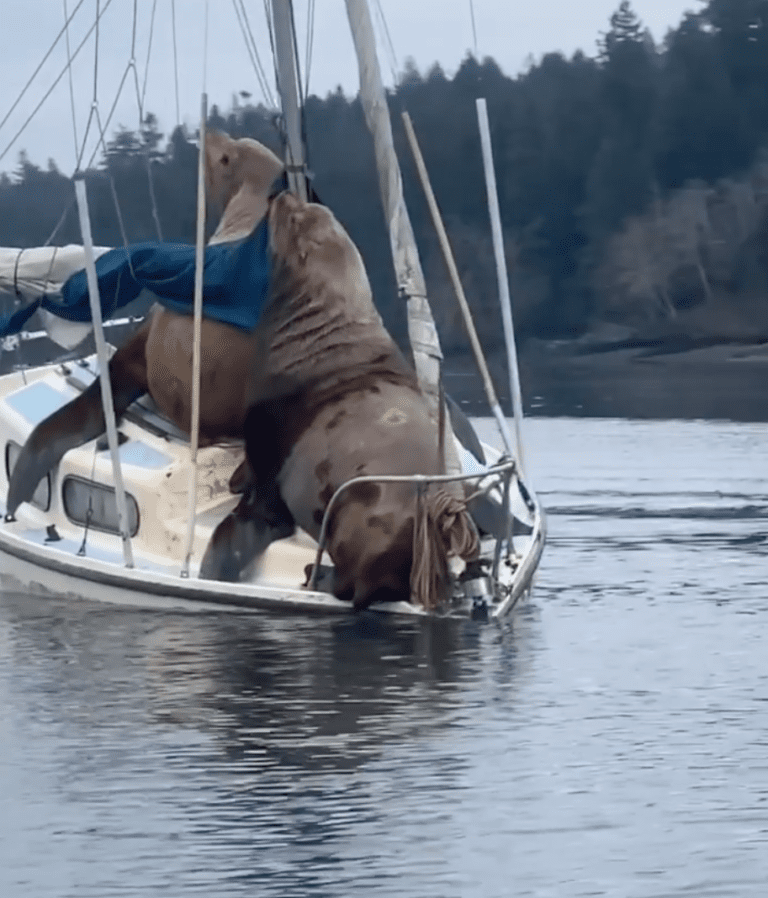 Gigantic sea lions “borrow” man’s boat and go for a ride