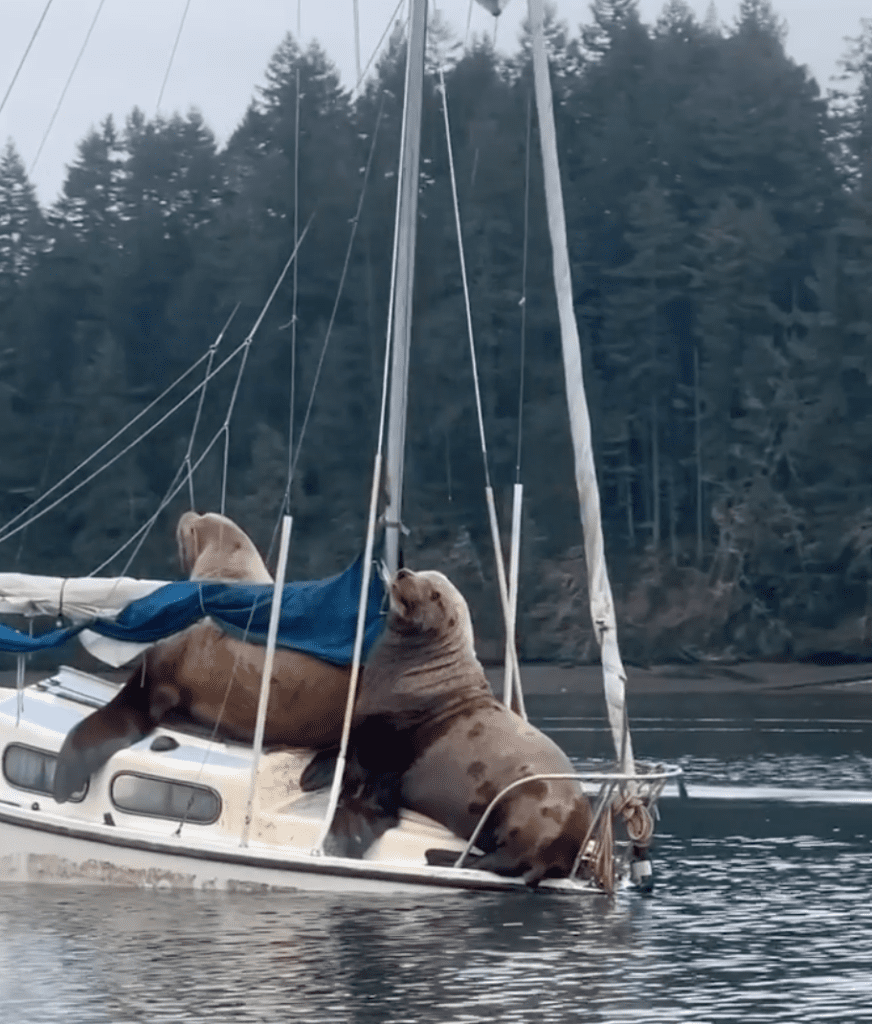 Gigantic sea lions “borrow” man’s boat and go for a ride