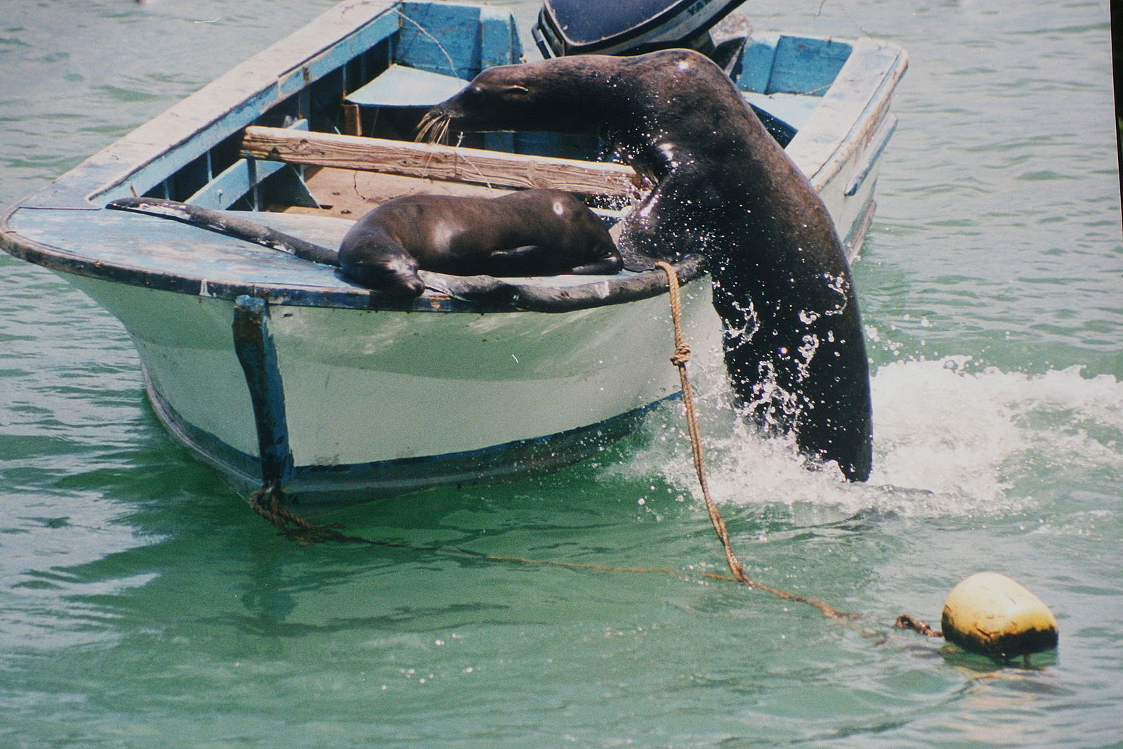 Gigantic sea lions “borrow” man’s boat and go for a ride