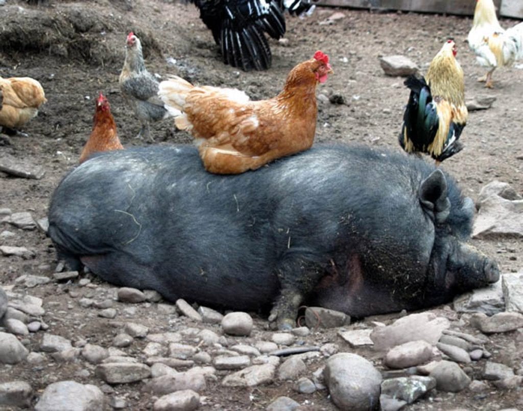 20 Mother Hens Who Will Adopt Any Baby