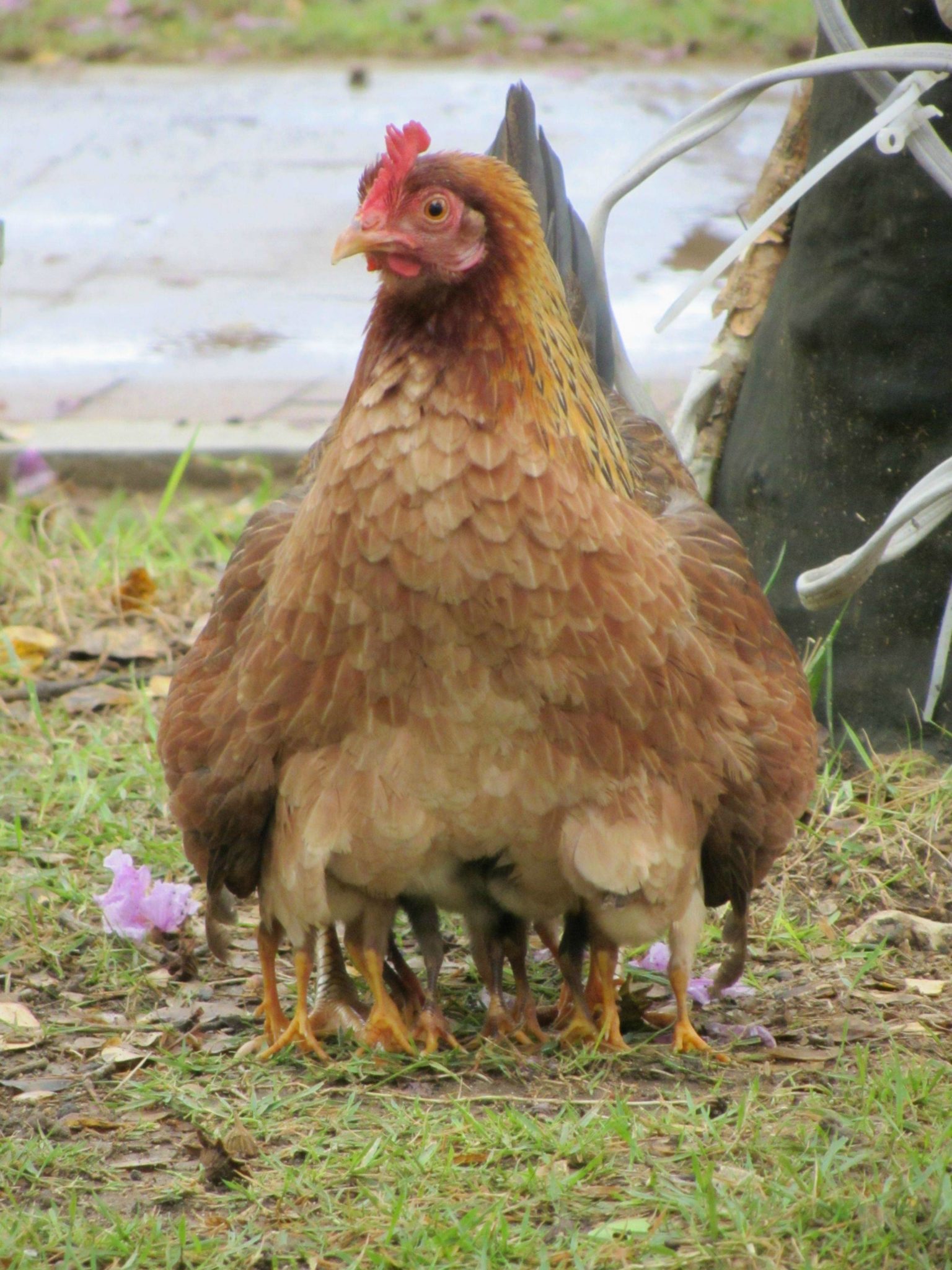 20 Mother Hens Who Will Adopt Any Baby