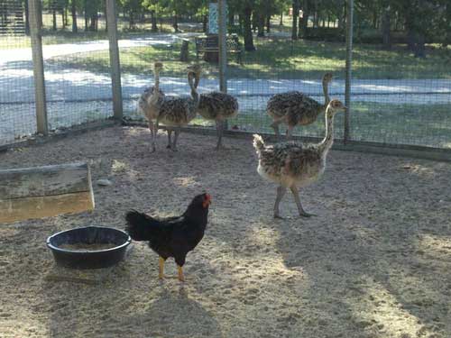 20 Mother Hens Who Will Adopt Any Baby
