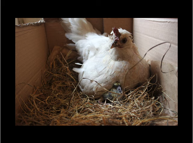 20 Mother Hens Who Will Adopt Any Baby
