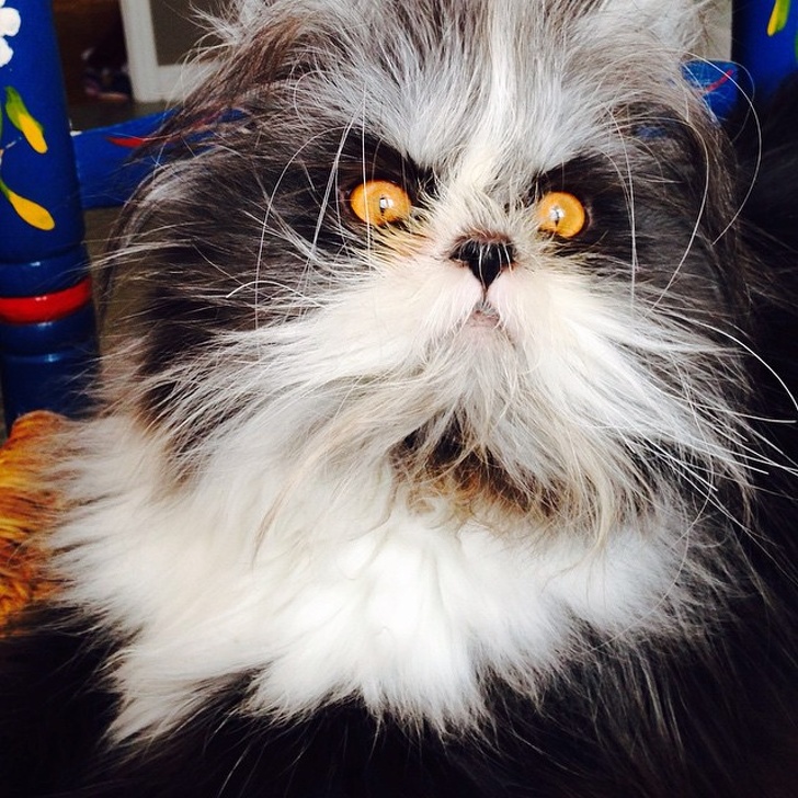 35 Adorable Pets Who Melted Our Hearts With Their Imperfections