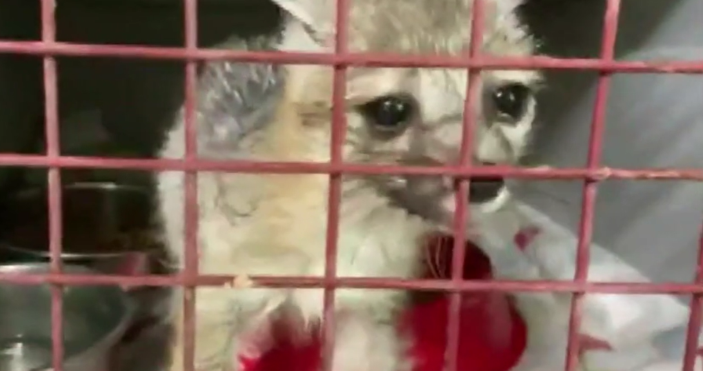 Family rescues orphaned baby fox that followed their dog home