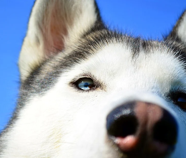 Owner In Laughter Over Husky Puppy’s Intense Conversation