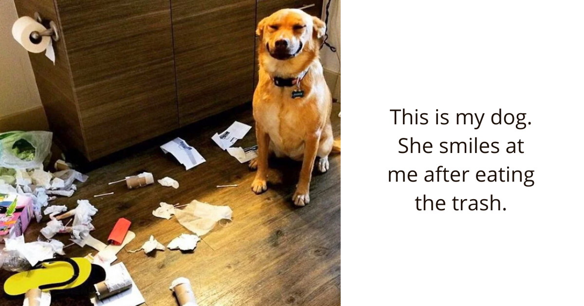 75 Pets Being Naughty While Owners Were Away