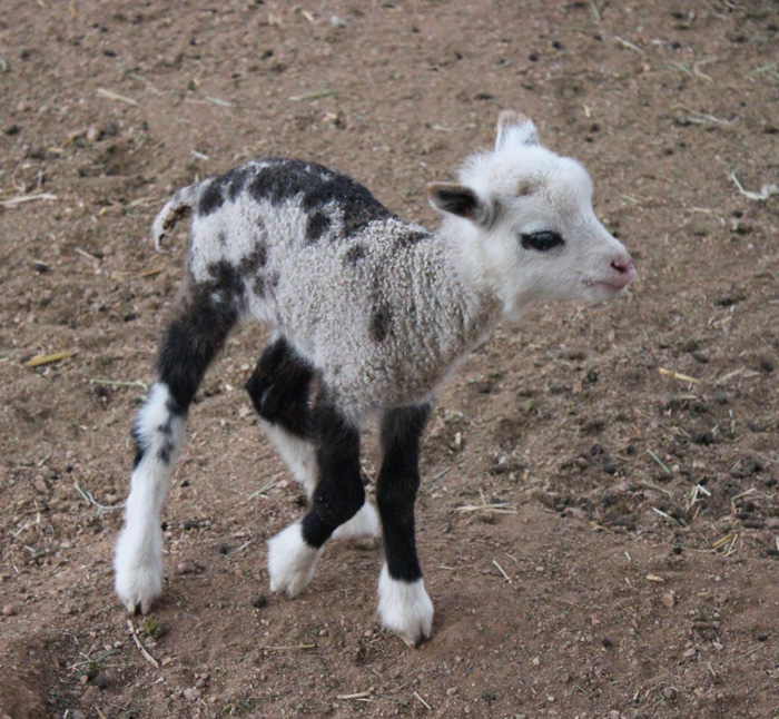 35+ incredible animal hybrids that actually exist in the world
