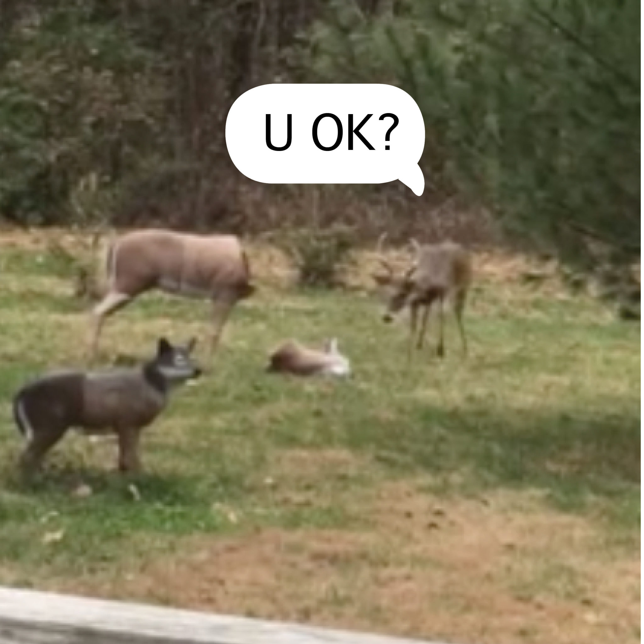 Male deer confused when his female interest breaks