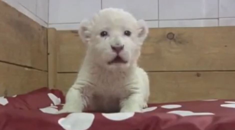 Rare lion cub lets out her first ‘roar’