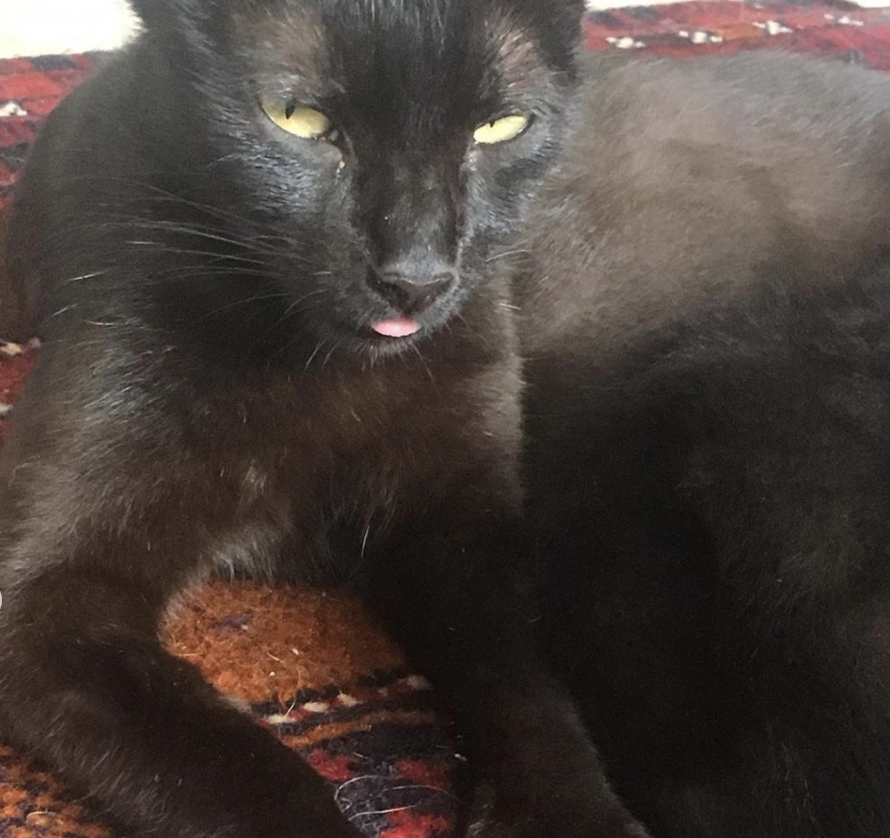 Stray cat squeaks insistently at kind woman’s door so she lets her in ...