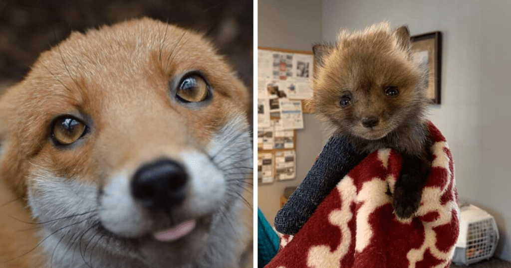 35 photos that prove foxes are the most adorable animals