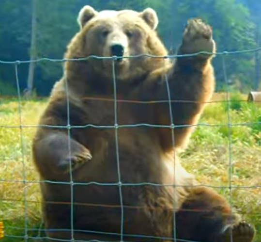 Large Bear Gives Man A Hug