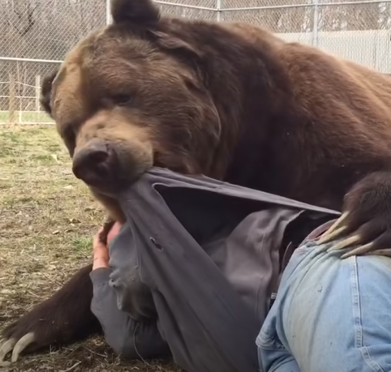 Large Bear Gives Man A Hug