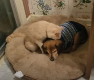 Cat sweetly comforts his upset blind dog friend to reassure him that he ...